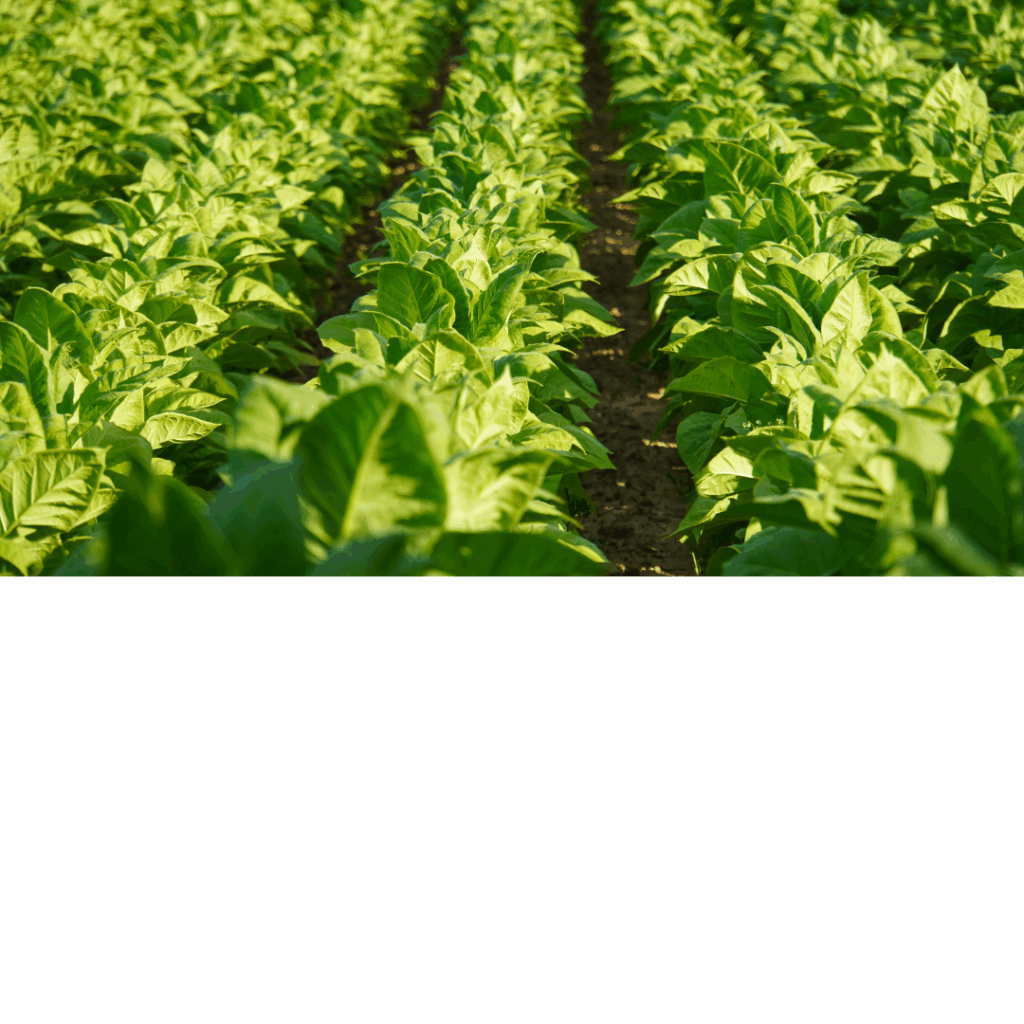 食べるということ – Legame 公式